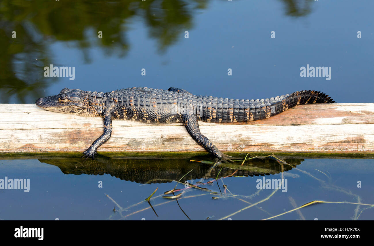 Baby alligator hi-res stock photography and images - Alamy