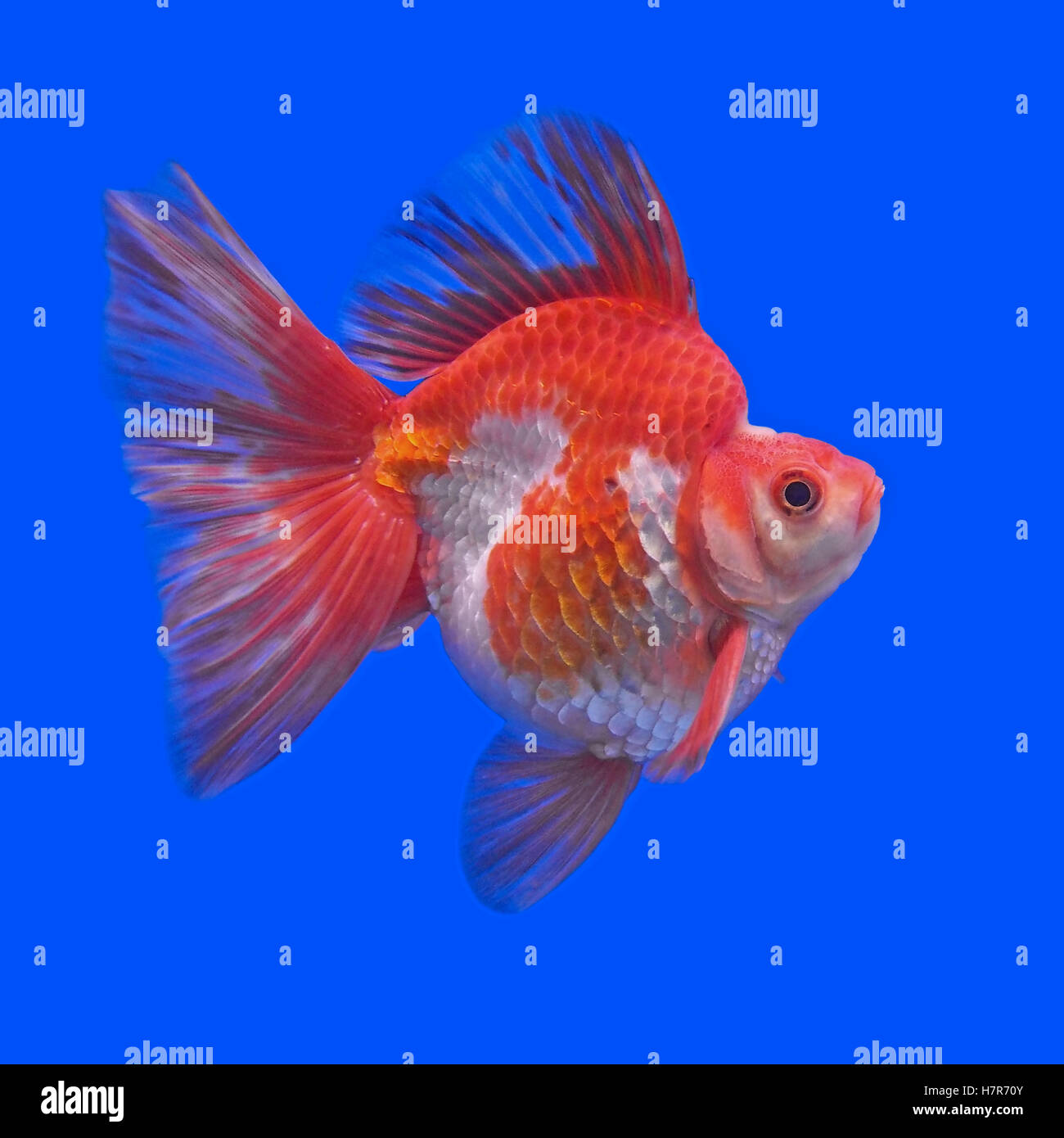 beautiful goldfish in the aquarium Stock Photo - Alamy