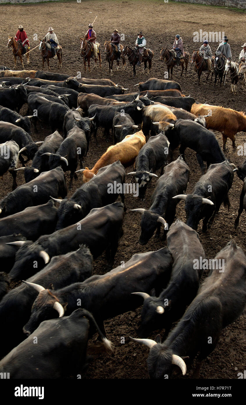 Domestic Cattle (Bos taurus) being herded by Chagra cowboys at a ...