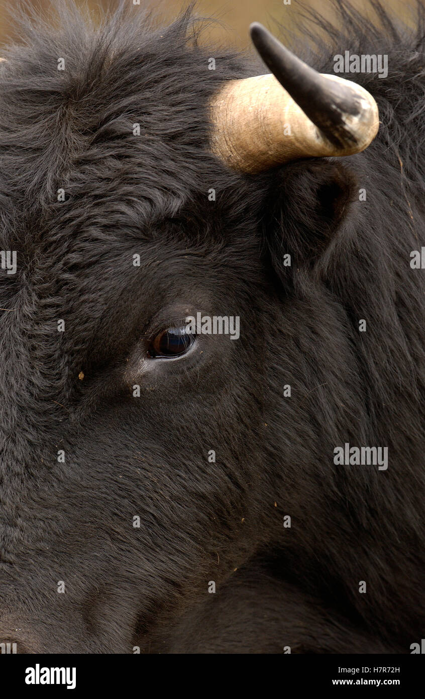 Domestic Cattle (Bos taurus) close up of a bull at a hacienda in the ...