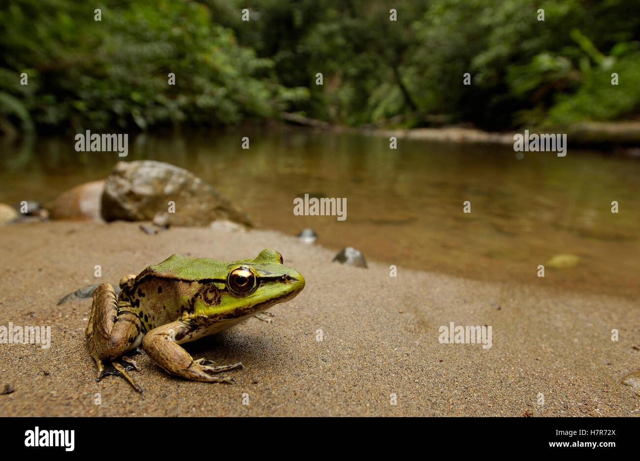 Amazon River Frog (Rana palmipes) resting on riverbank in rainforest ...