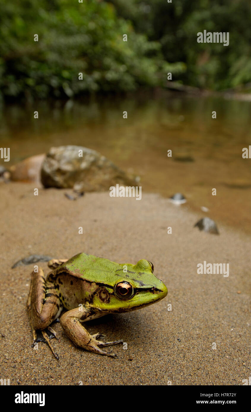 Amazon River Frog (Rana palmipes) resting on riverbank in rainforest ...