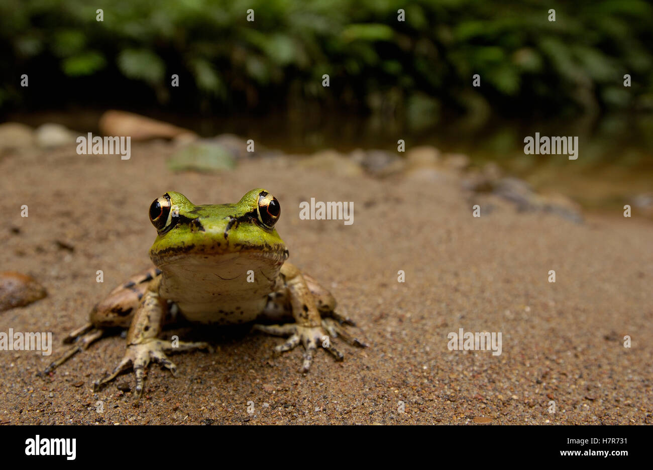 Amazon River Frog (Rana palmipes) resting on riverbank in rainforest ...