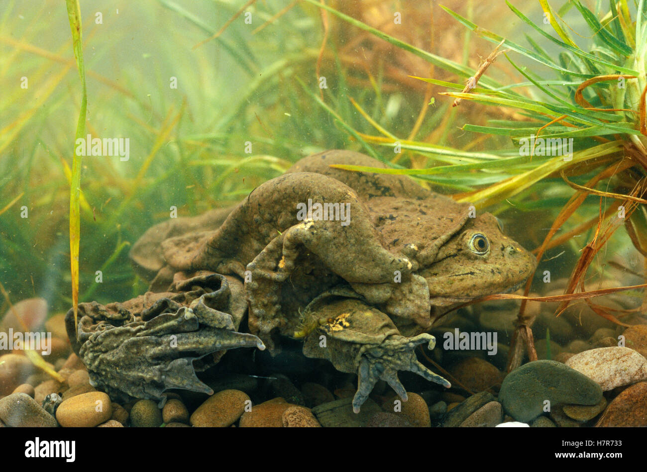 Lake Titicaca Frog (Telmatobius culeus) view showing extensive skin ...