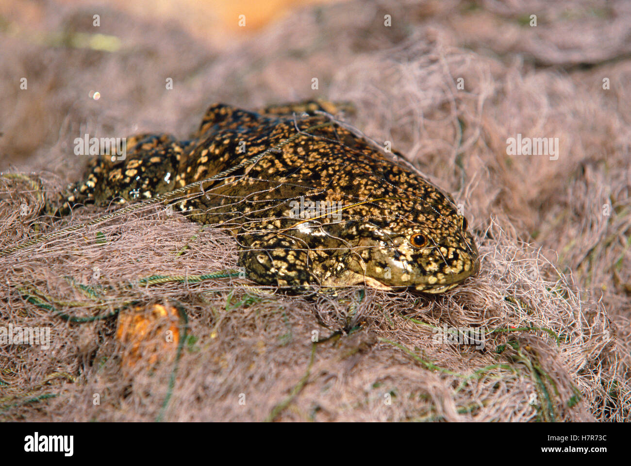 Lake Titicaca Frog (Telmatobius culeus) the world's largest aquatic ...