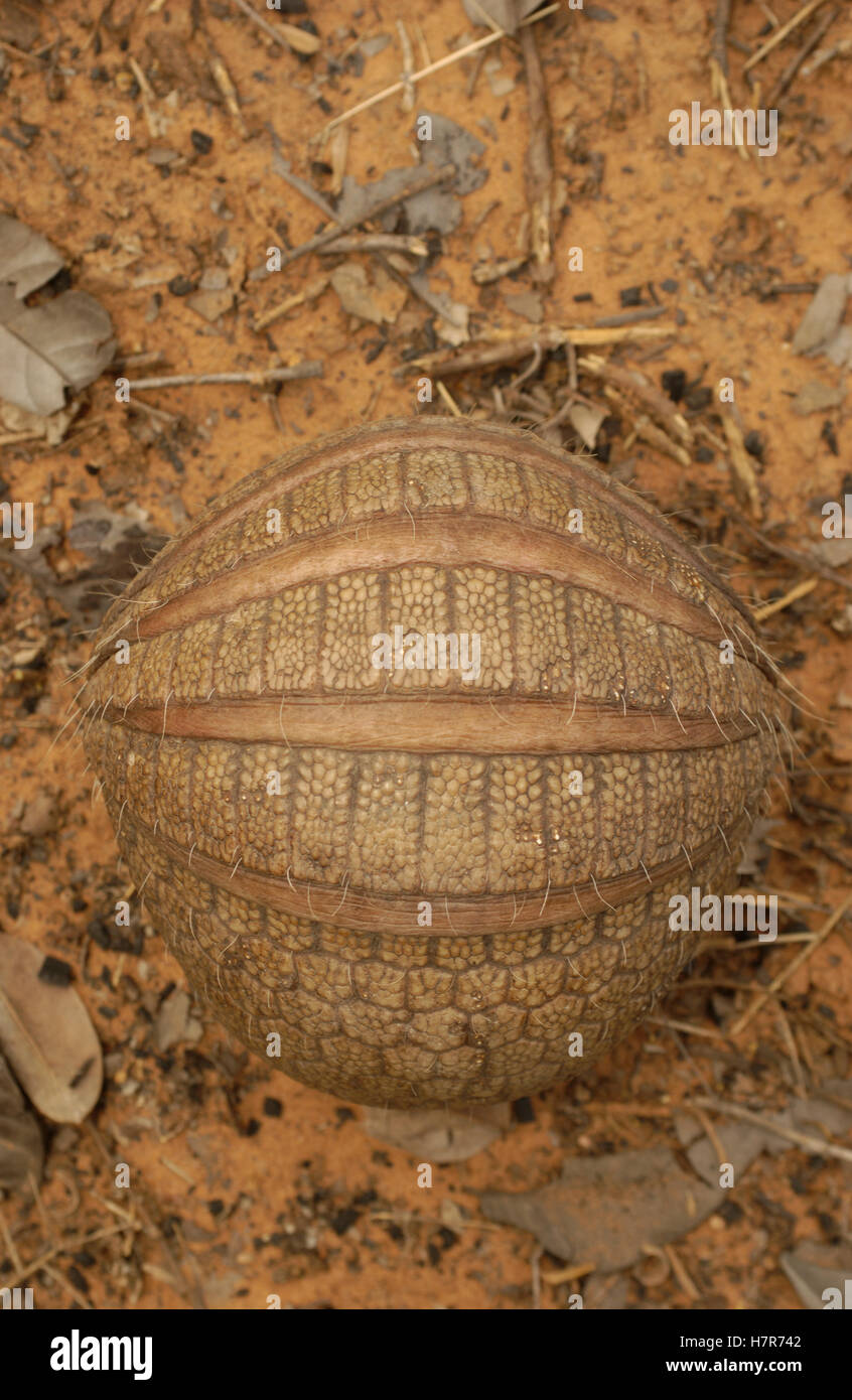 Brazilian Three-banded Armadillo (Tolypeutes tricinctus) rolls into a ...