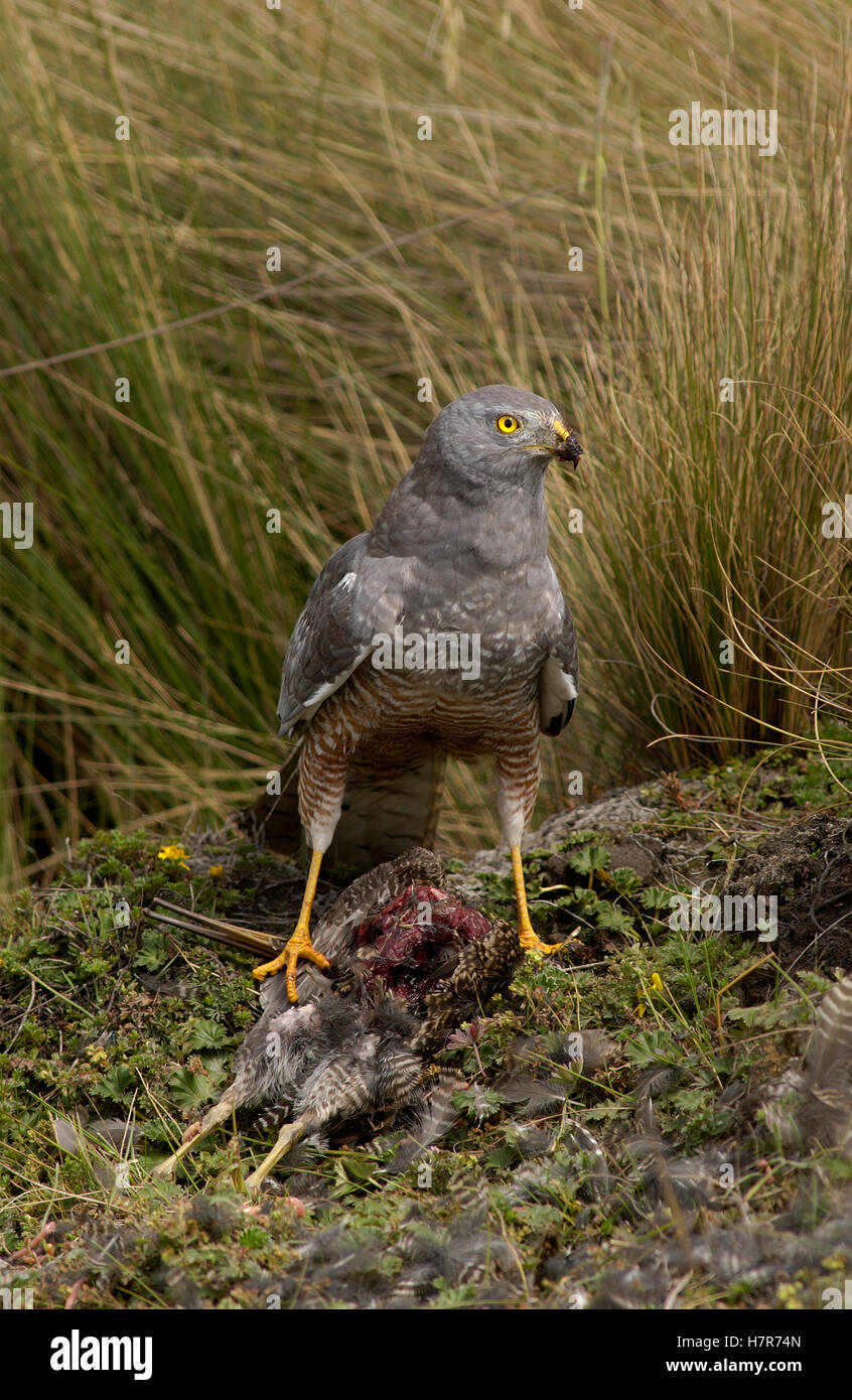 Cinereous Harrier (Circus cinereus) on ground with Andean Snipe ...