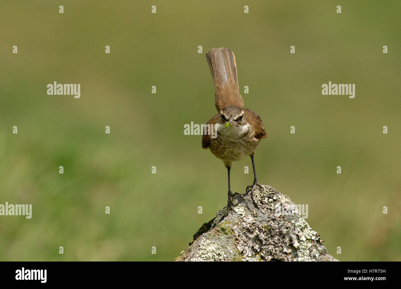 Bar-winged Cinclodes (Cinclodes fuscus) perched on a rock with insect ...