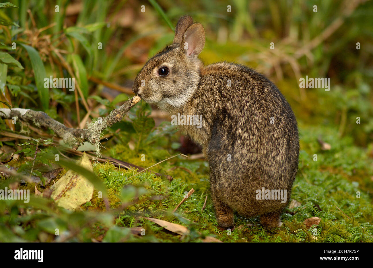 Brazilian Rabbit (Sylvilagus brasiliensis), Podocarpus National Park ...