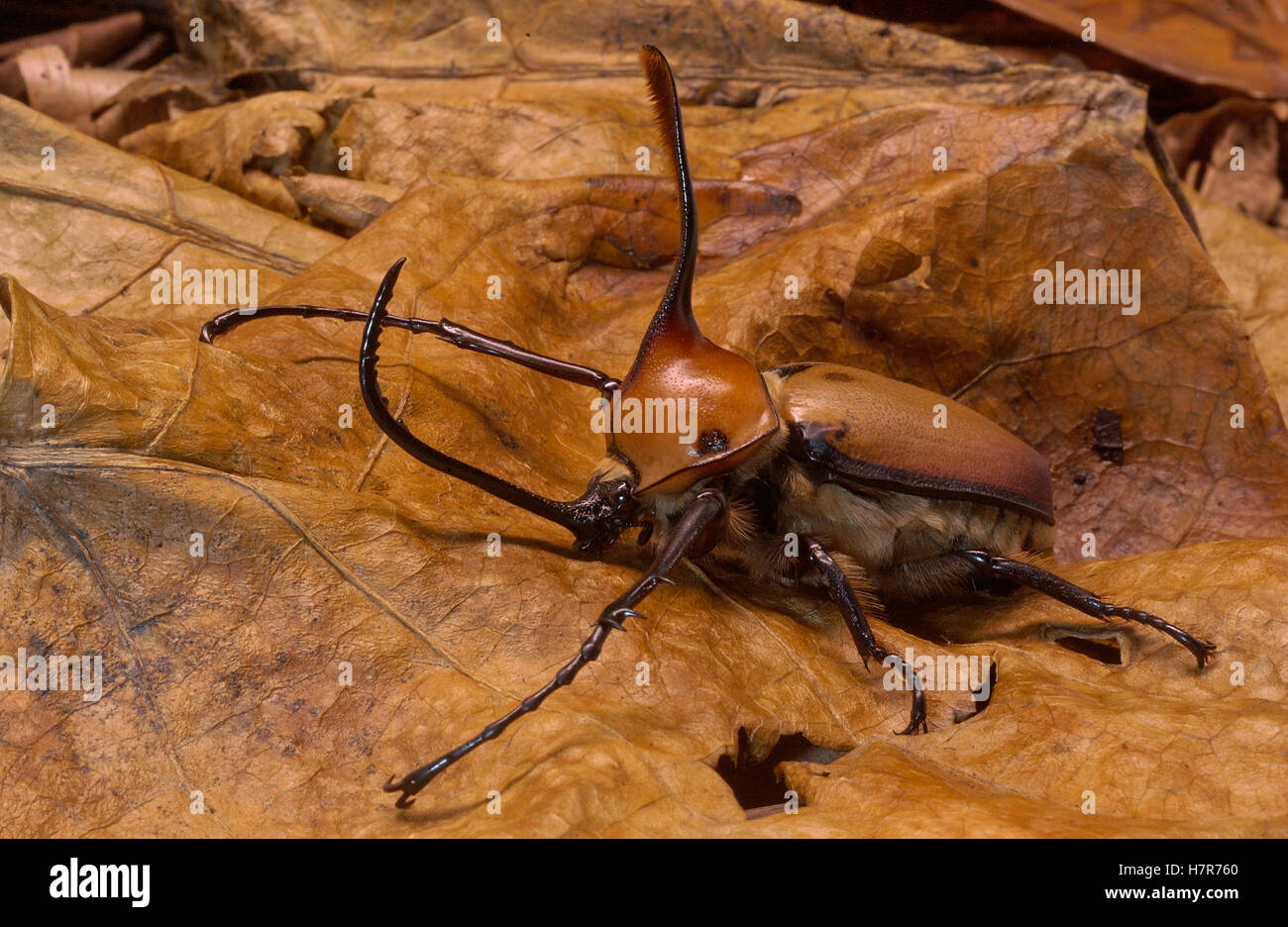 Caliper Beetle (Golofa porteri) large male camouflaged among fallen ...
