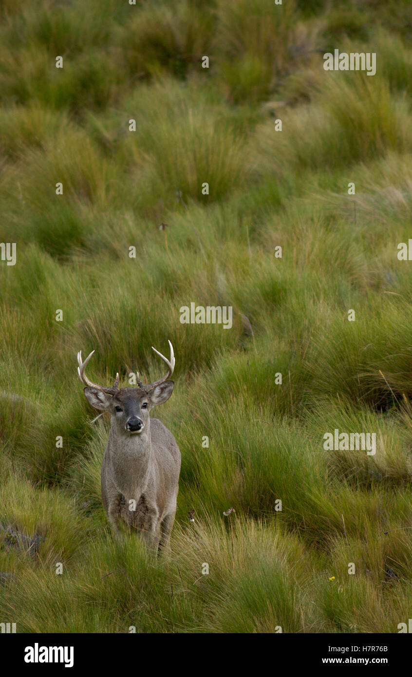White-tailed Deer (Odocoileus virginianus) buck in Paramo habitat ...