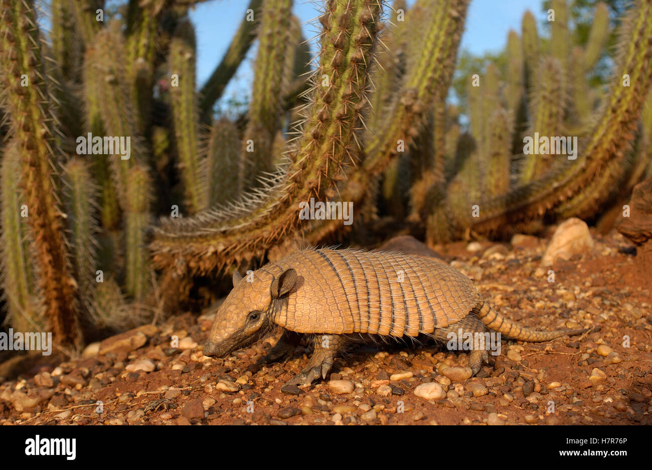 Yellow Armadillo (Euphractus sexcinctus) walking beneath a cactus, Caatinga habitat, South ...