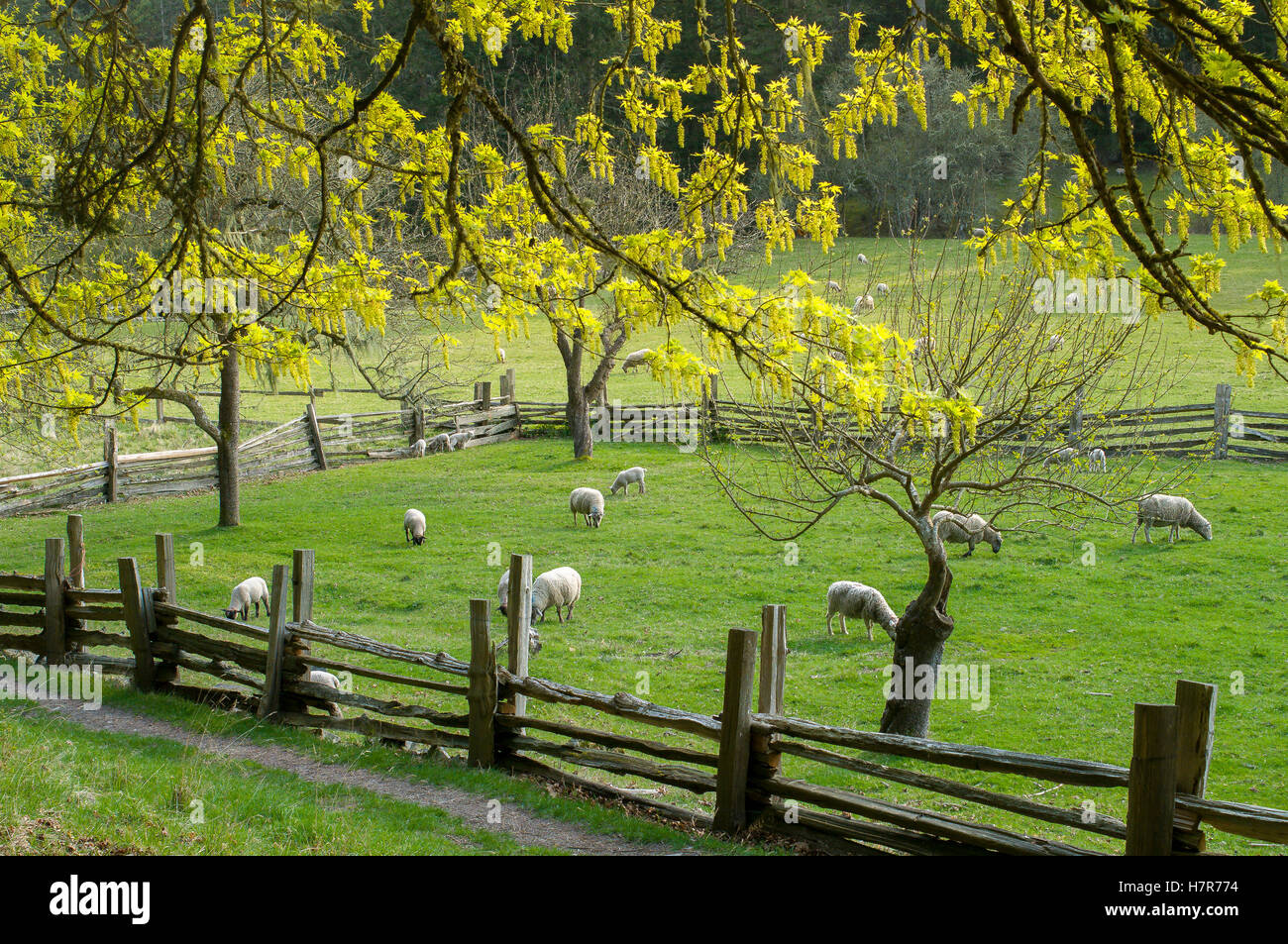 Ruckle farm vancouver island sheep hi-res stock photography and images ...