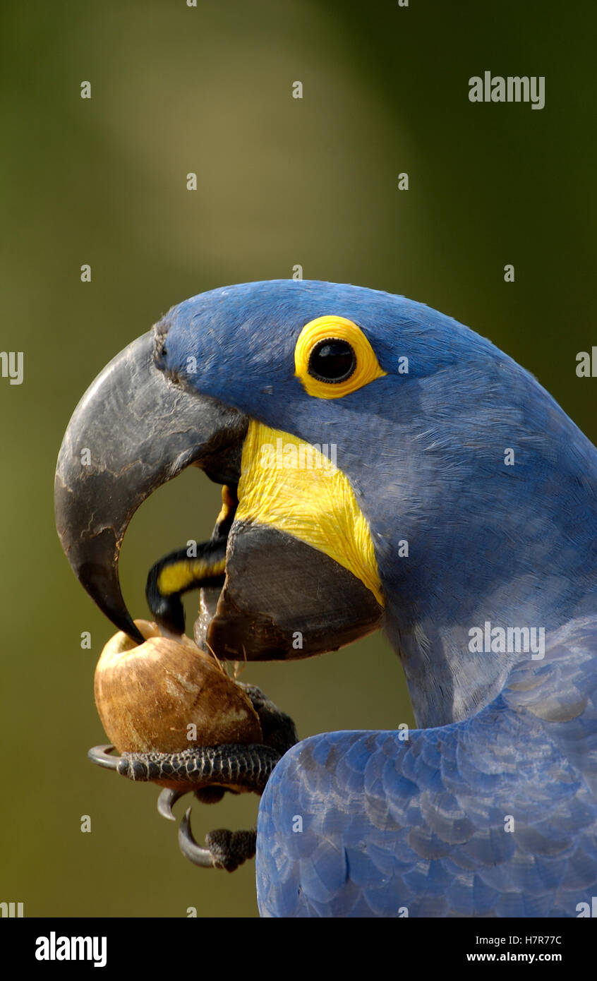 Hyacinth Macaw (Anodorhynchus hyacinthinus) cracking open a Piassava ...