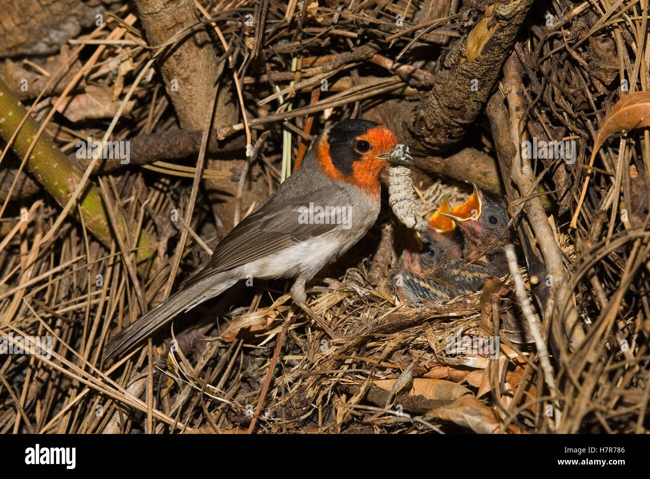 Red-faced Warbler (Cardellina rubrifrons) at nest with chicks, White ...