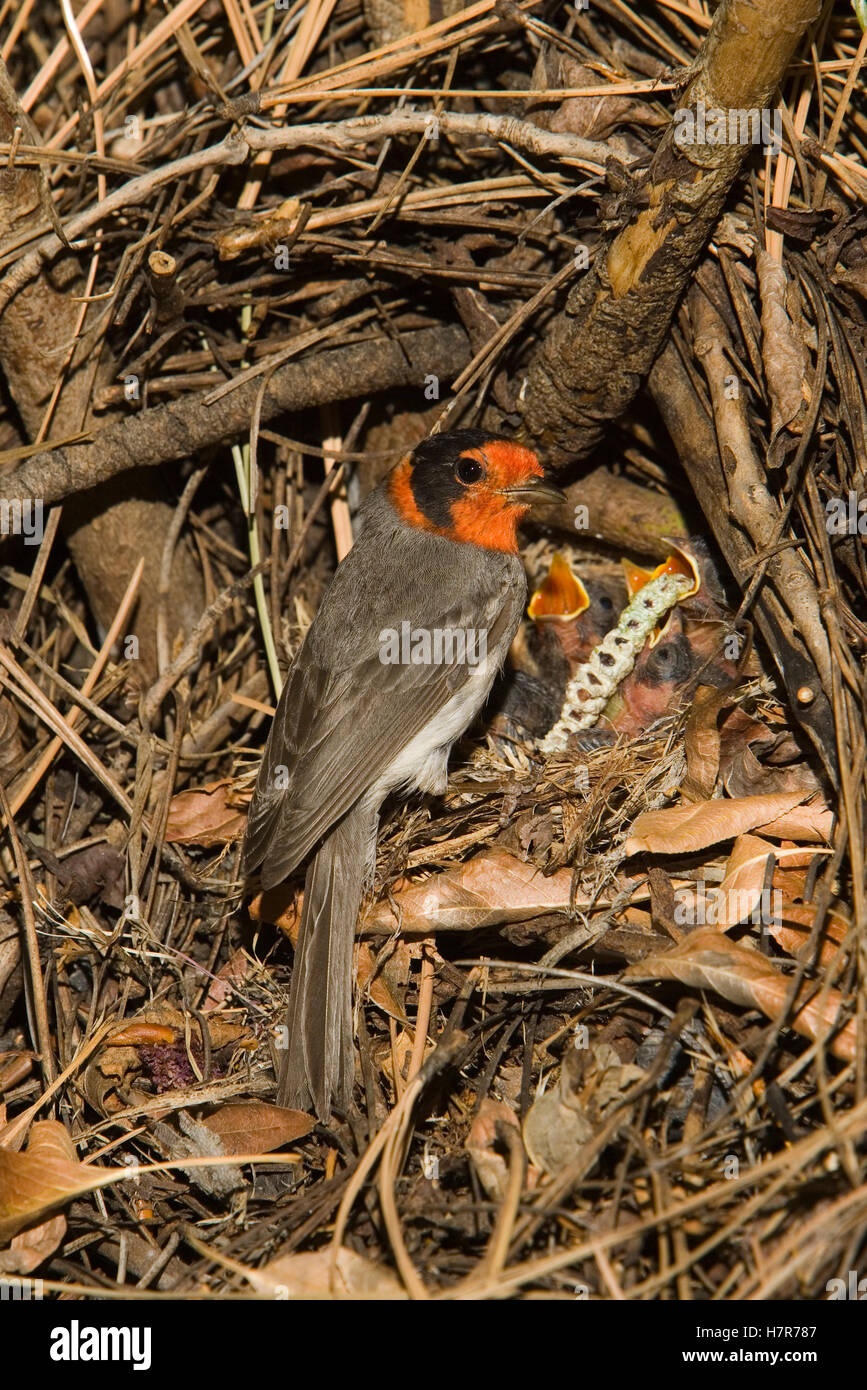 Red-faced Warbler (Cardellina rubrifrons) at nest with chicks, White ...