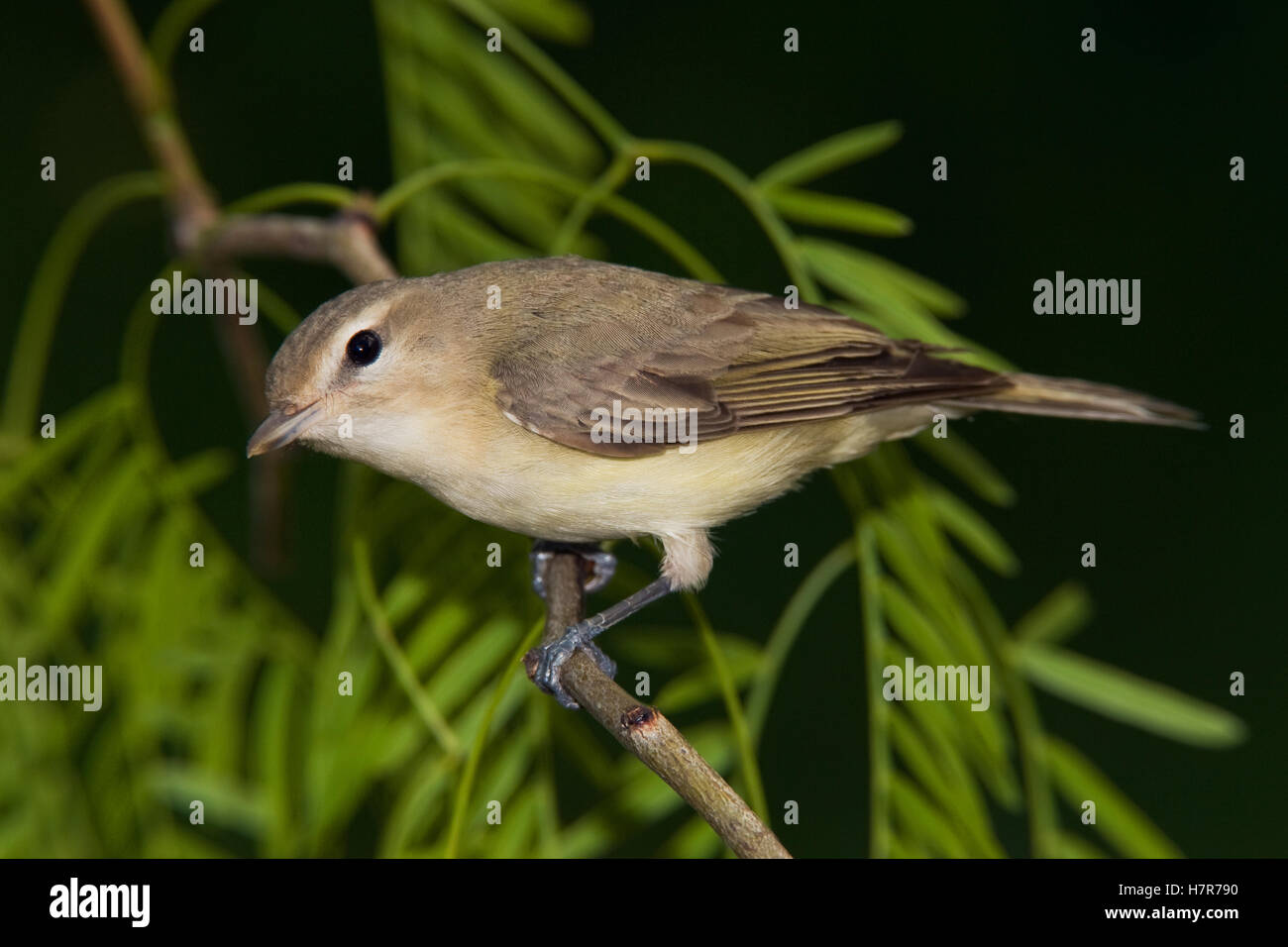 Eastern Warbling-Vireo (Vireo gilvus), Rio Grande Valley, Texas Stock ...