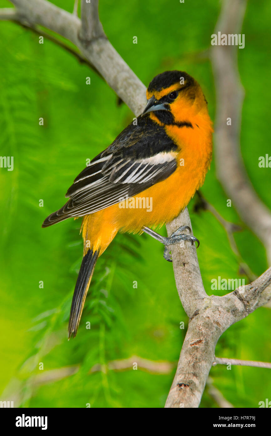 Bullock's Oriole (Icterus bullockii) male, Rio Grande Valley, Texas ...