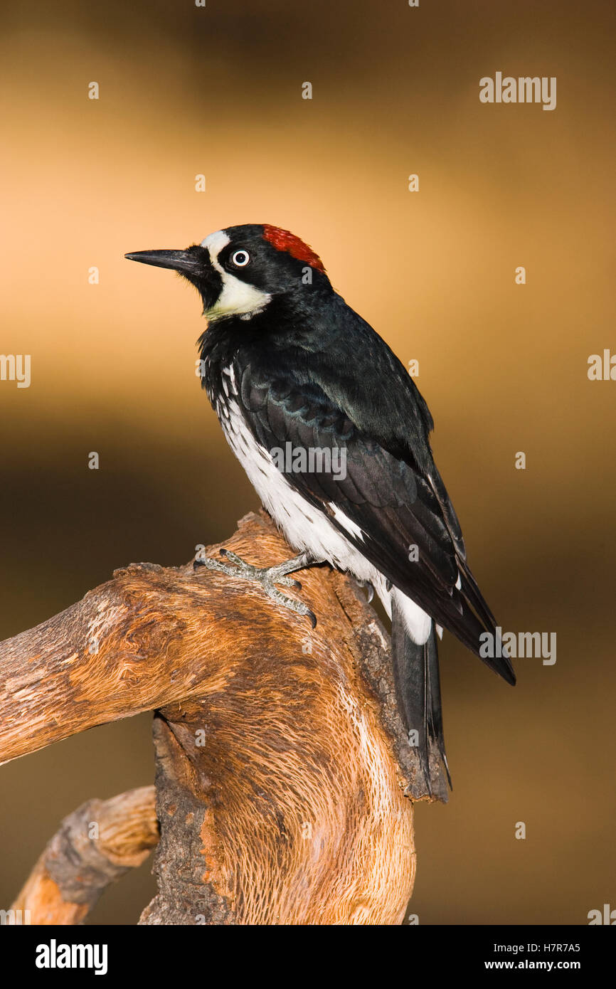Acorn Woodpecker (Melanerpes formicivorus) female, Madera Canyon ...