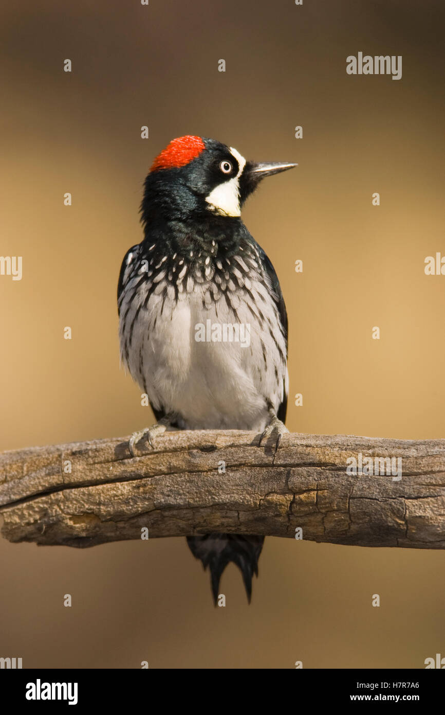 Acorn Woodpecker (Melanerpes formicivorus) female, Madera Canyon ...