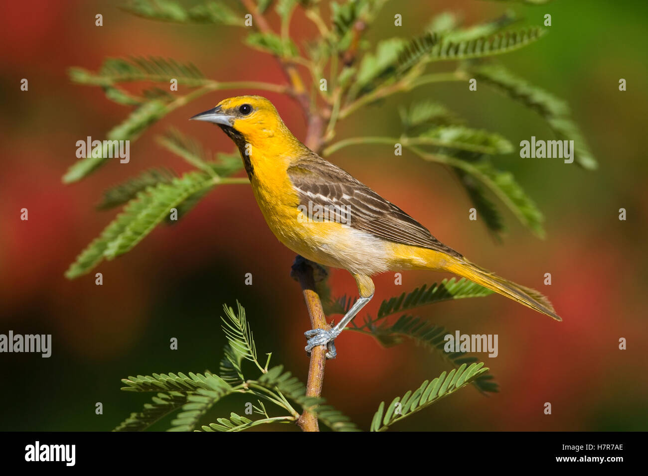 Bullock's Oriole (Icterus bullockii) juvenile male, Santa Rita ...
