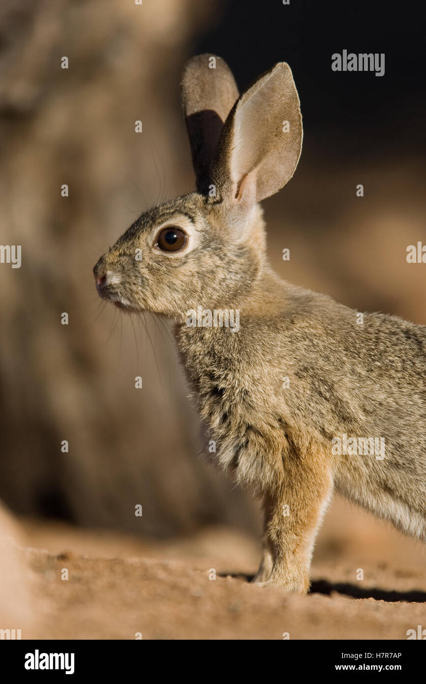 Arizona cottontail hi-res stock photography and images - Alamy