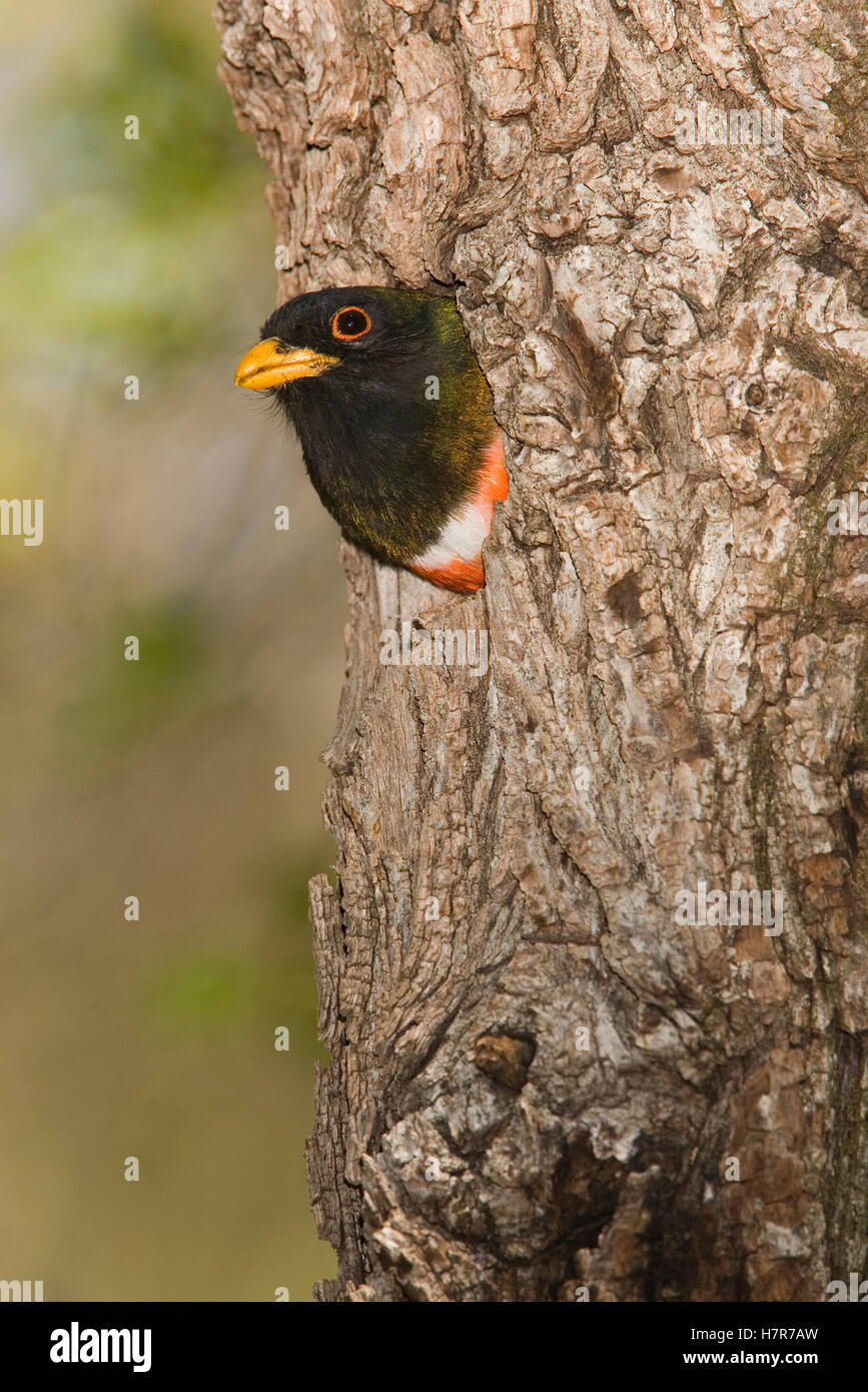 Elegant Trogon (Trogon elegans) male looking out of nest cavity, Santa ...