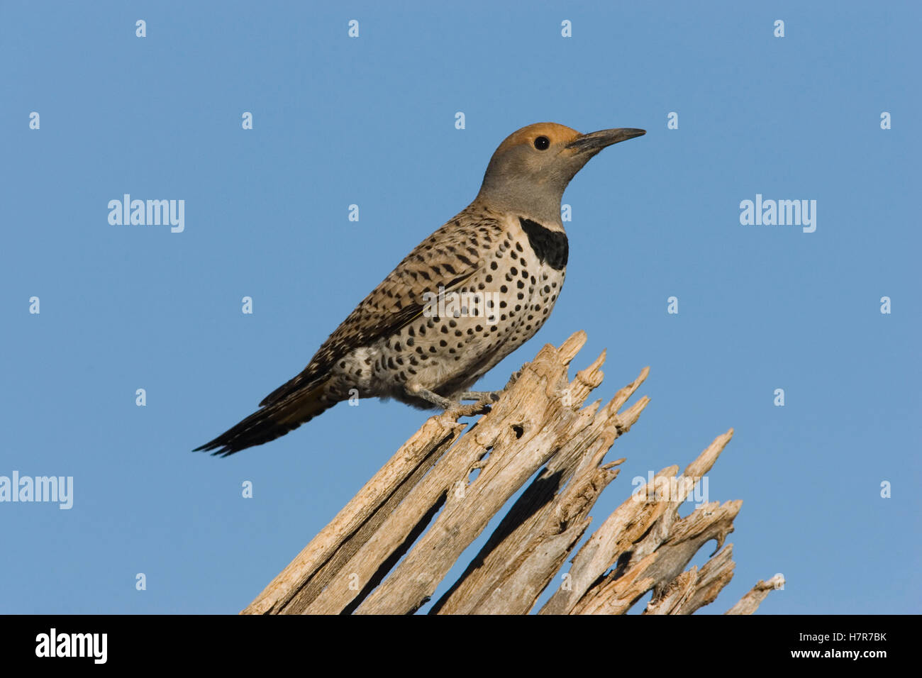 Gilded Flicker (Colaptes chrysoides) female, Santa Rita Mountains ...