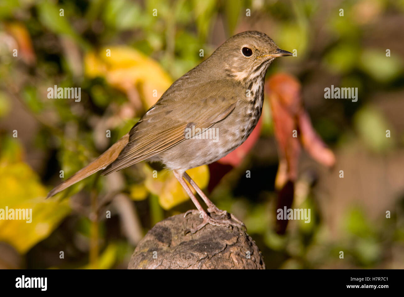 Hermit Thrush (Catharus guttatus), Santa Rita Mountains, Arizona Stock ...