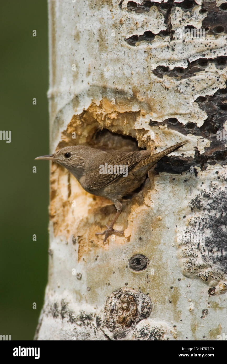 House Wren (Troglodytes aedon) at nest cavity, Santa Rita Mountains ...