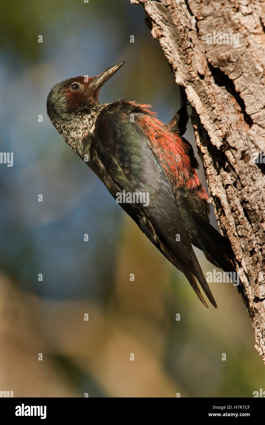 Lewis's Woodpecker (Melanerpes lewis), Santa Rita Mountains, Arizona ...