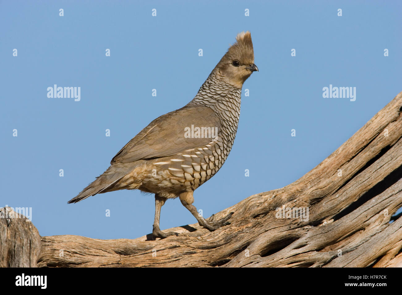 Scaled Quail (Callipepla squamata), Santa Rita Mountains, Arizona Stock ...