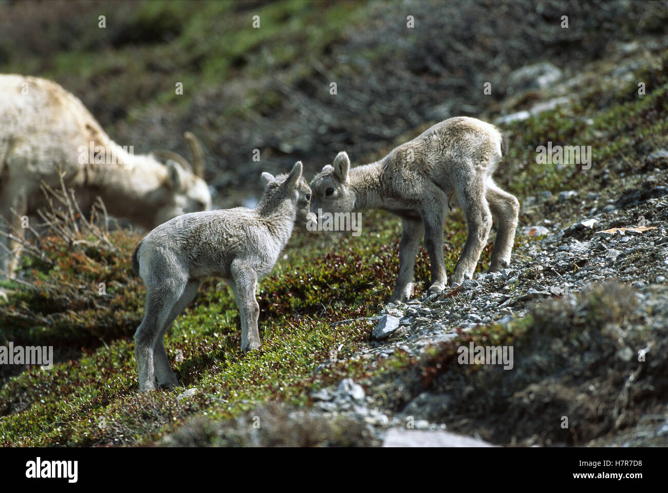 Bighorn Sheep (Ovis canadensis) babies nuzzling each other, Rocky ...