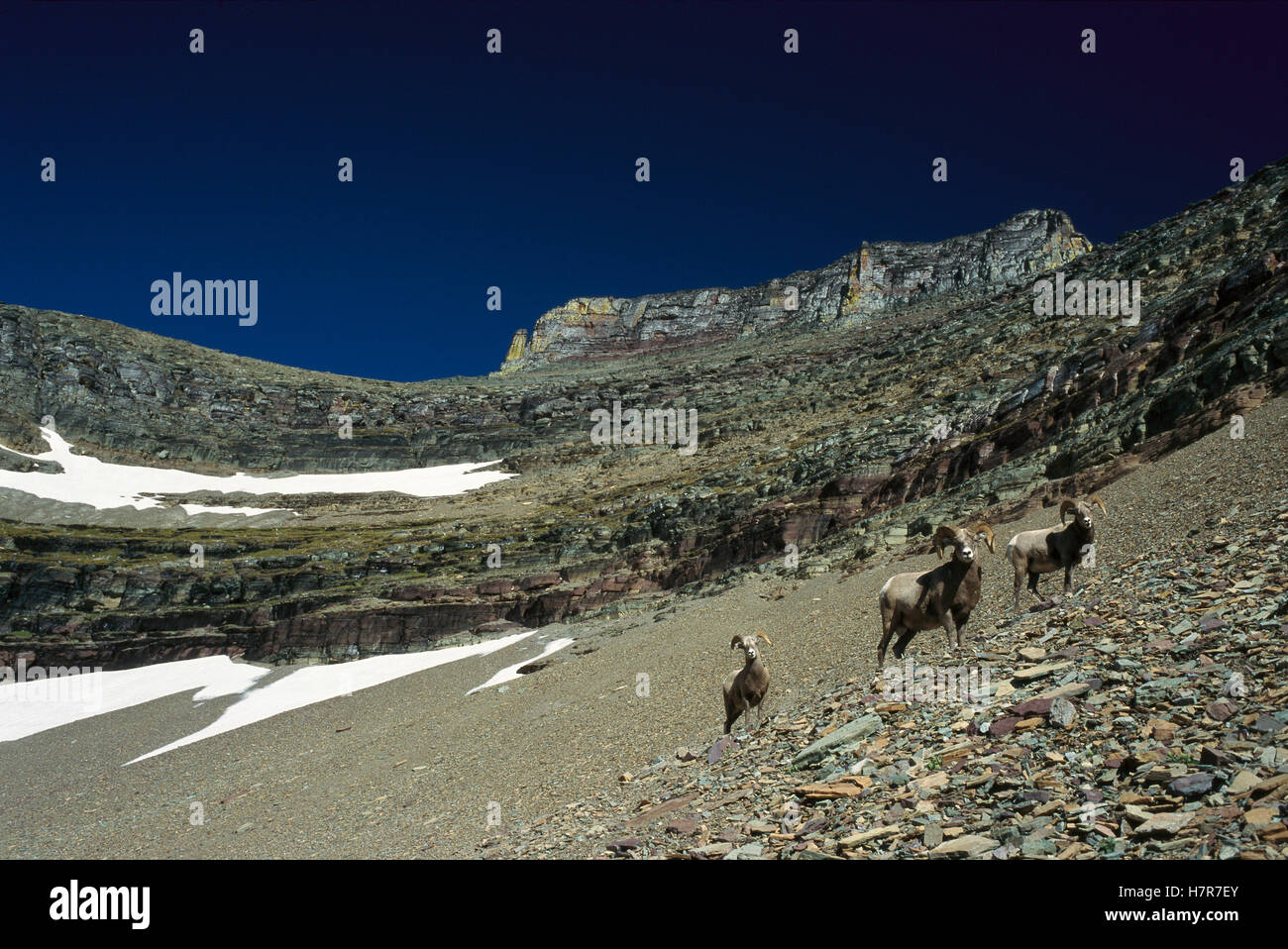 Bighorn Sheep (Ovis canadensis) males on talus mountain slope, Rocky ...