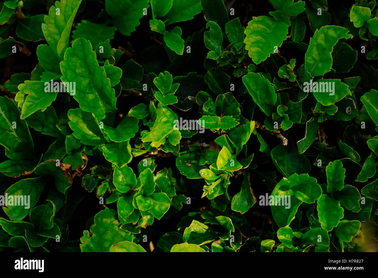 Plants top view hi-res stock photography and images - Alamy