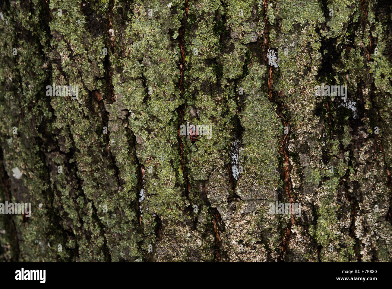 Tree Moss Texture