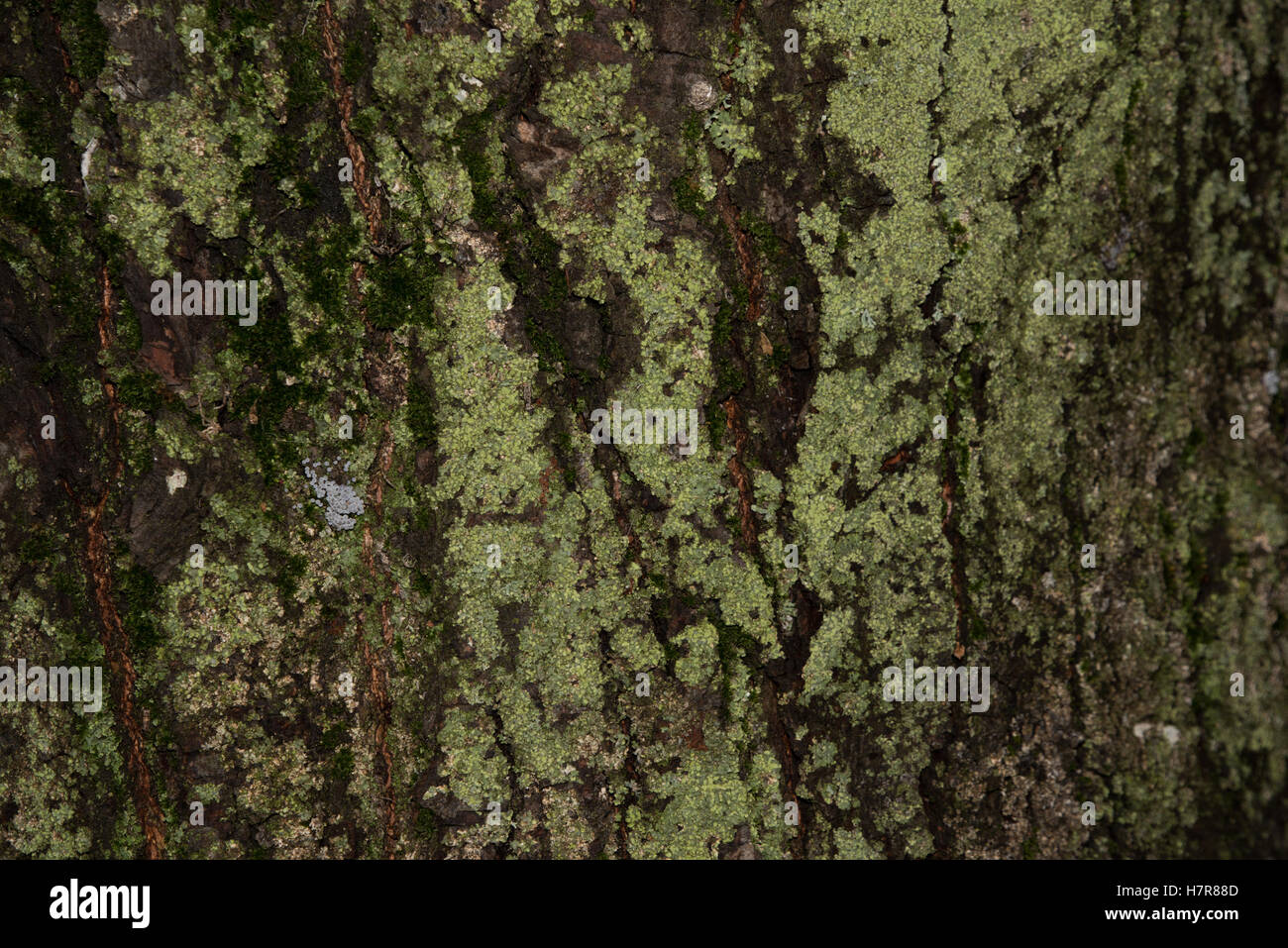 old wood tree bark texture with green moss, tree bark, bark photo, bark ...