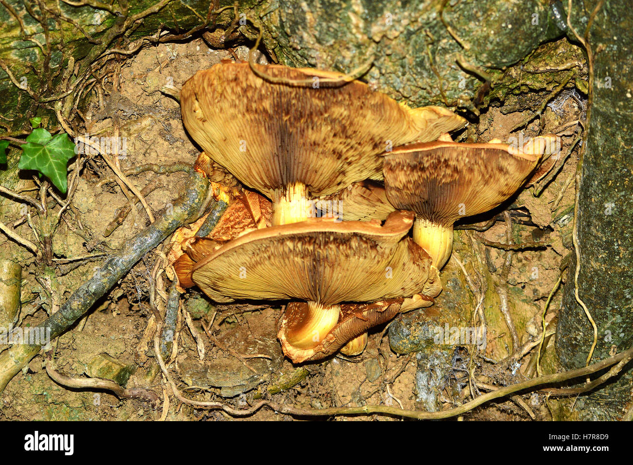 Group of Toadstools, showing underside lamella, or ribs, large 6inch ...