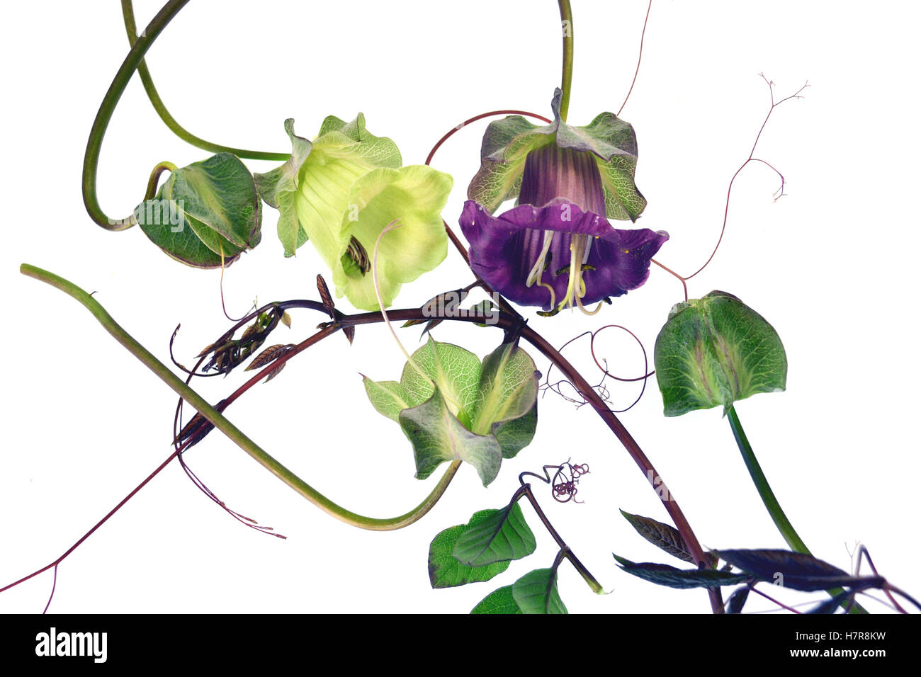 Cobaea scandens 'Purple', the Cup and Saucer flower, also known as Cup ...