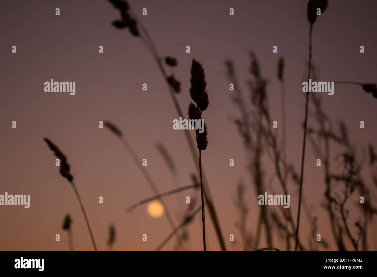 Beach grass silhouette hi-res stock photography and images - Alamy