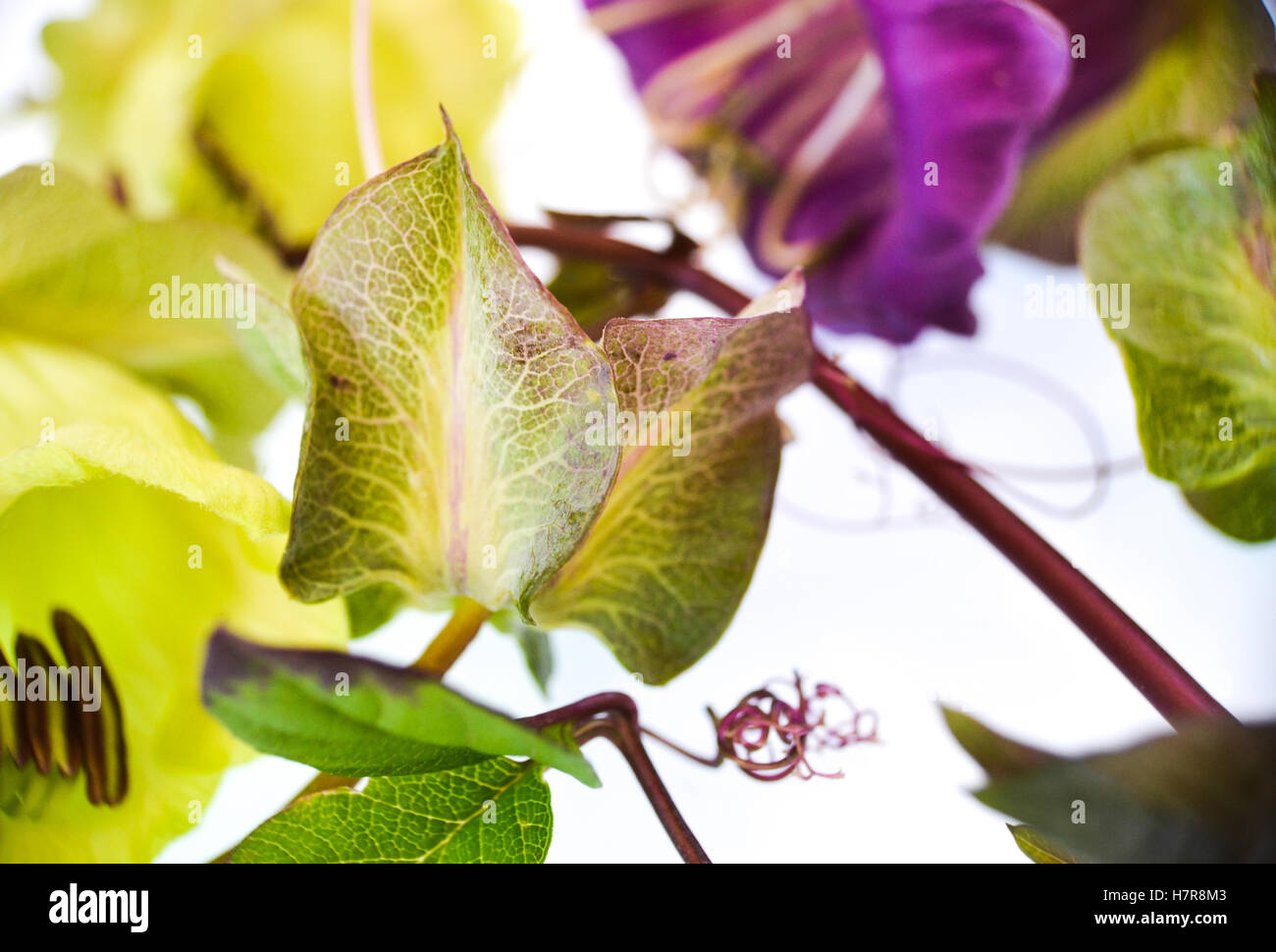 Cobaea scandens 'Purple', the Cup and Saucer flower, also known as Cup ...