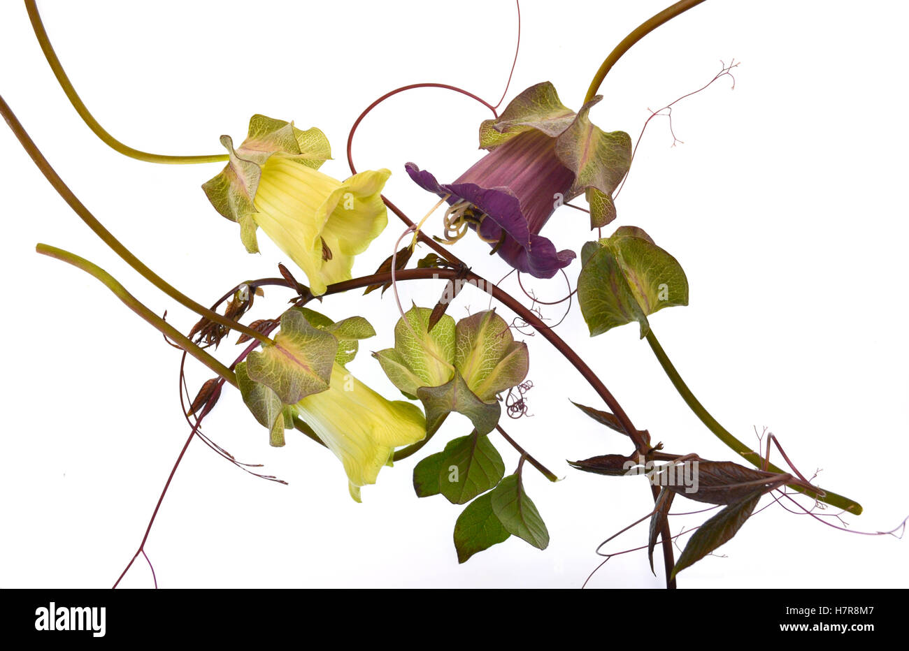 Cobaea scandens 'Purple', the Cup and Saucer flower, also known as Cup ...