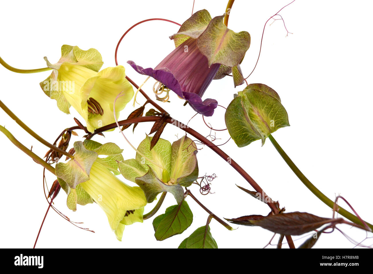 Cobaea scandens 'Purple', the Cup and Saucer flower, also known as Cup ...
