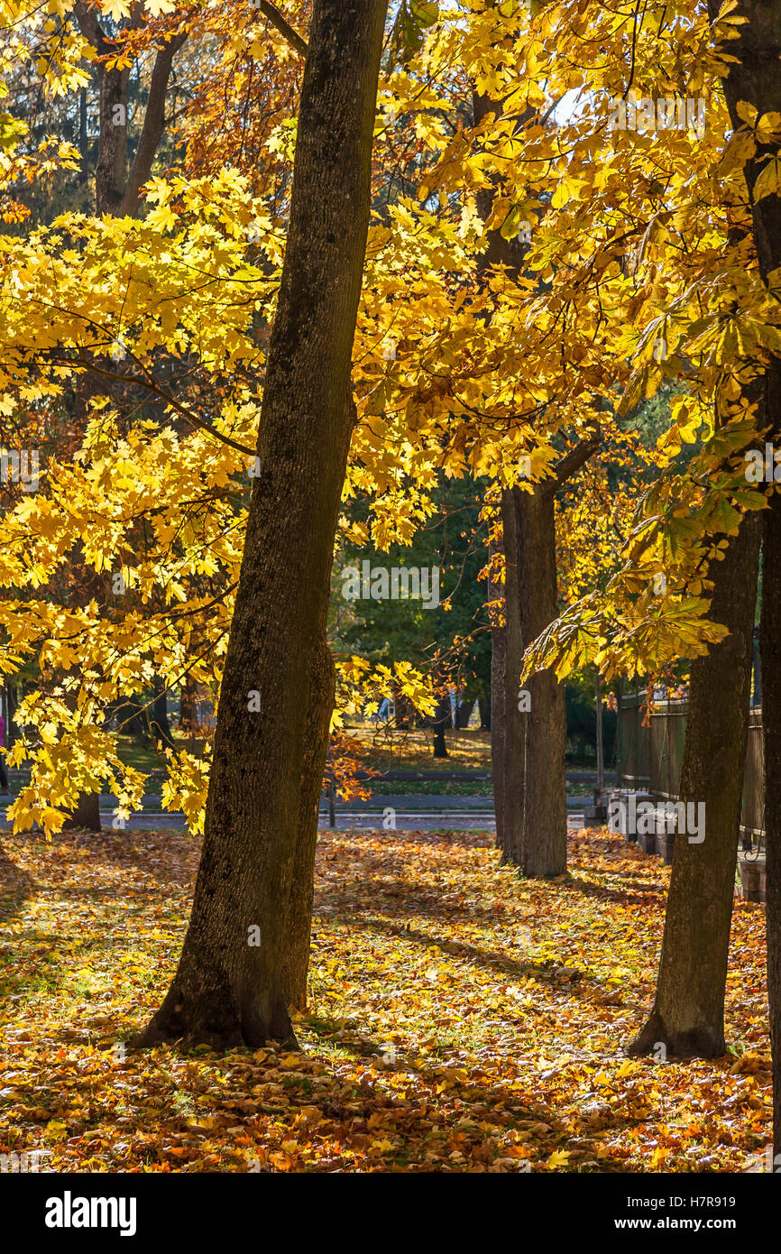 Chestnut Wallpaper High Resolution Stock Photography and Images - Alamy