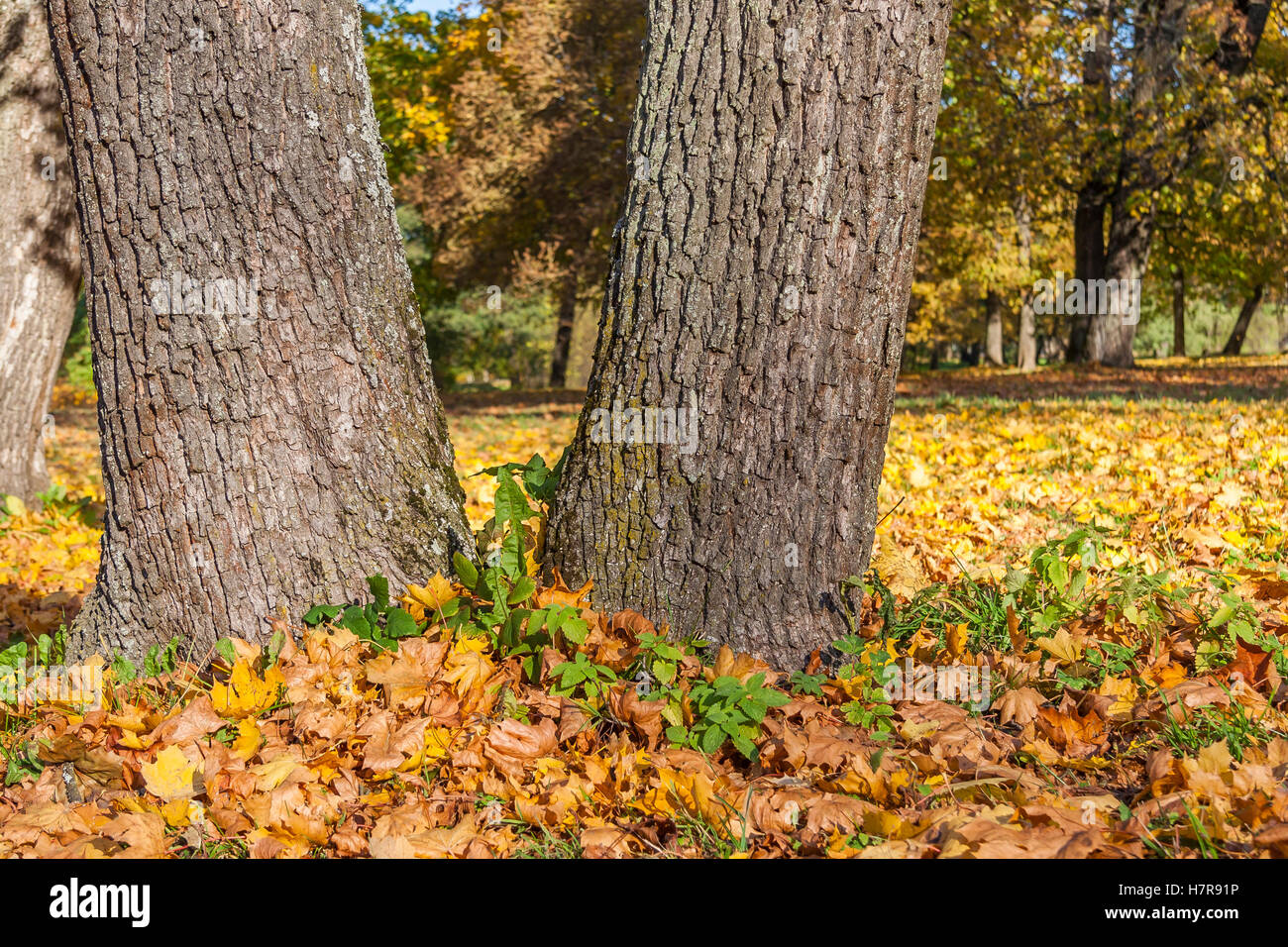 Fall leaves falling from the tree hi-res stock photography and images ...