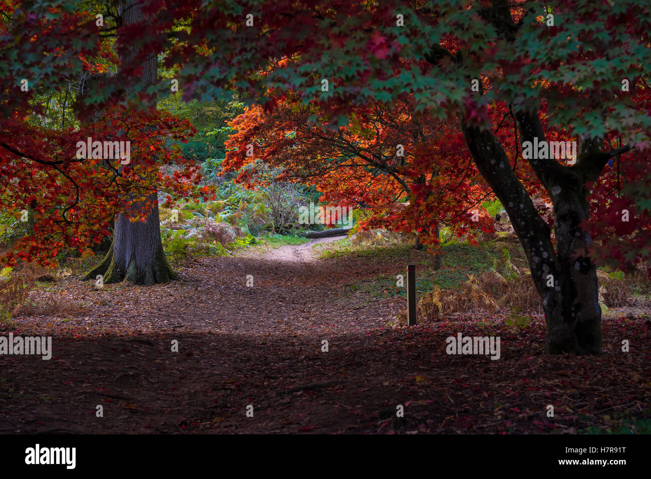 Fall in england hi-res stock photography and images - Alamy