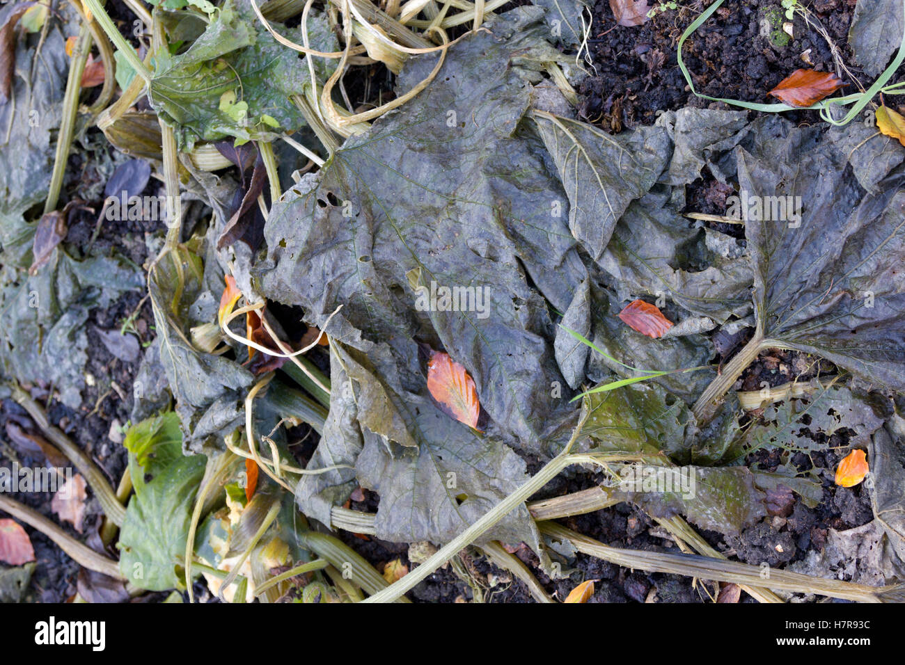 Courgette plant leaves hi-res stock photography and images - Alamy