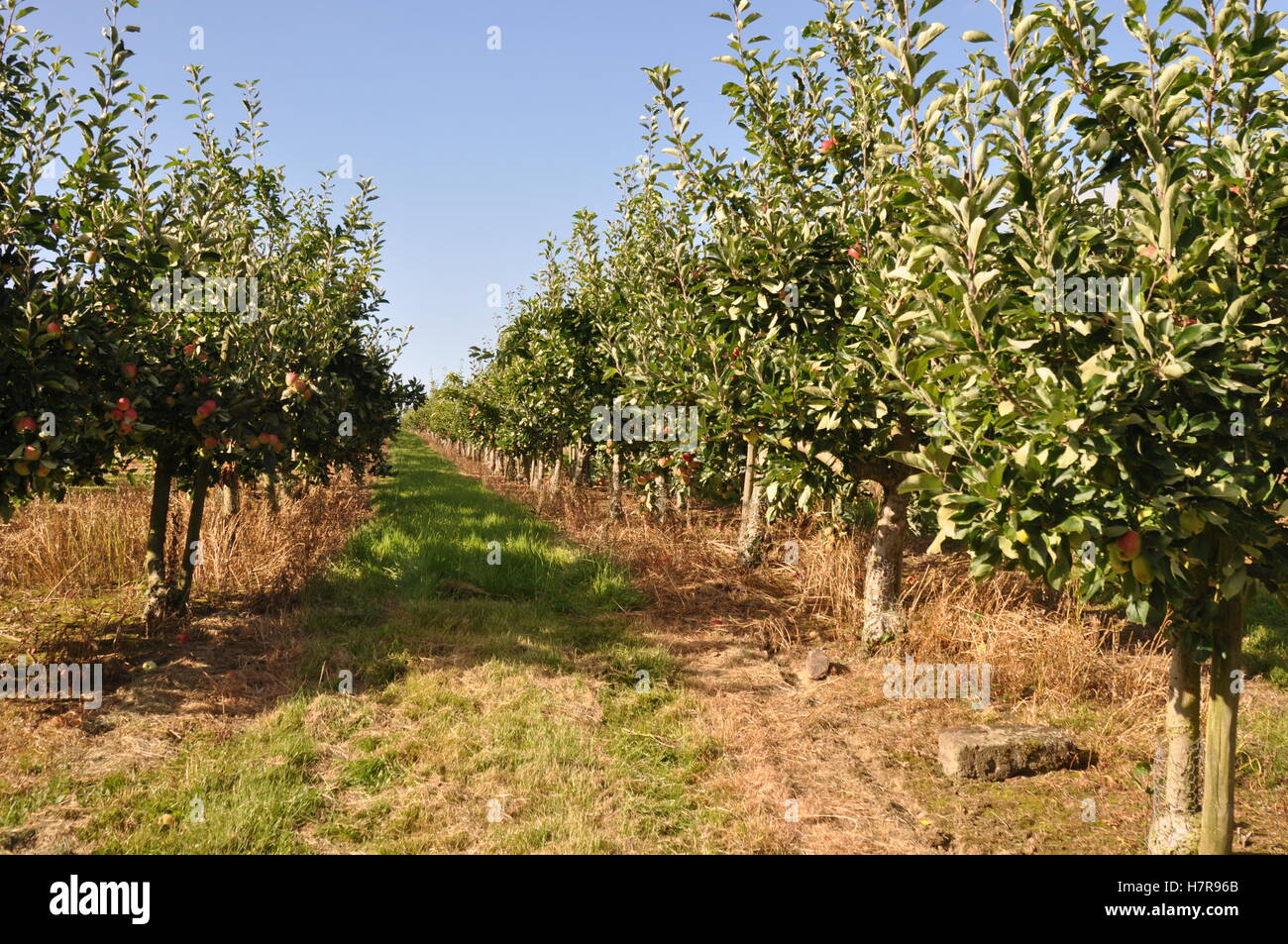 Cider orchard hi-res stock photography and images - Alamy