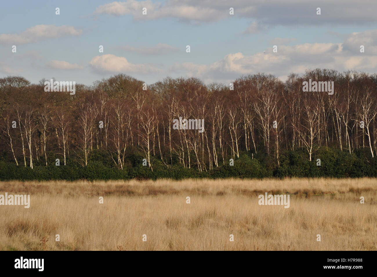 A stand of trees in Richmond Park, London Stock Photo - Alamy