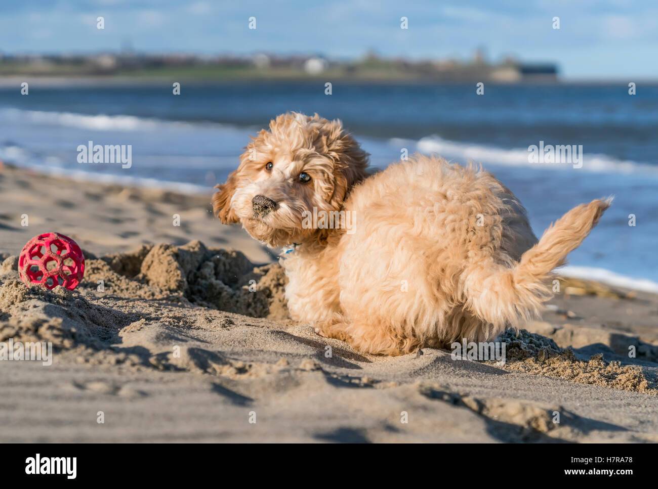 Cockapoo side view hi-res stock photography and images - Alamy
